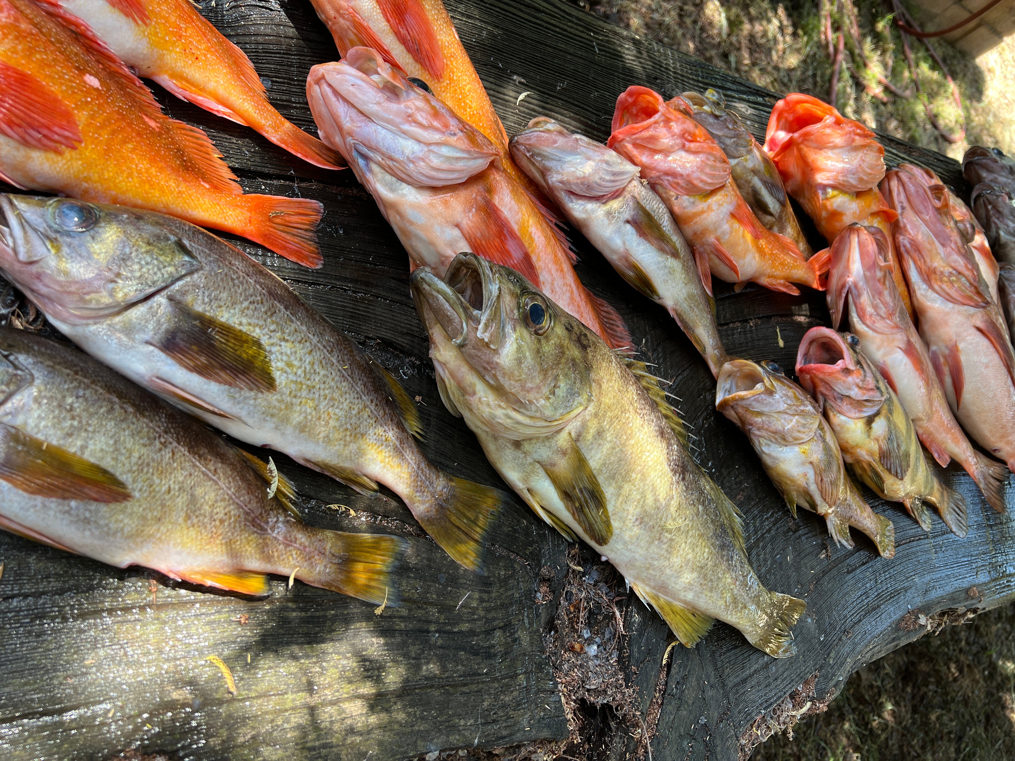 Rockfish Lures – RockFishingLures.com