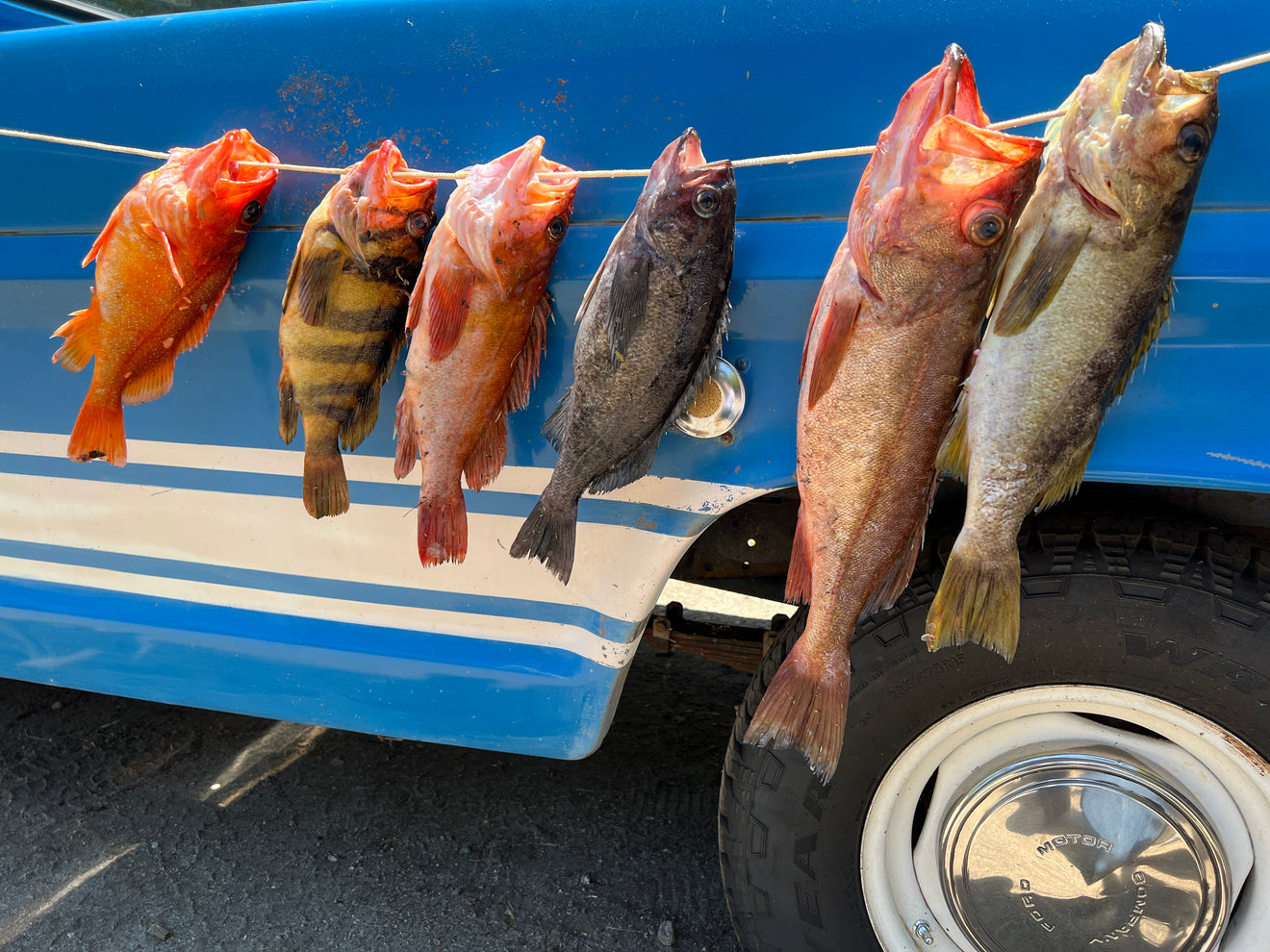 Pipe Jig Photo Gallery – RockFishingLures.com